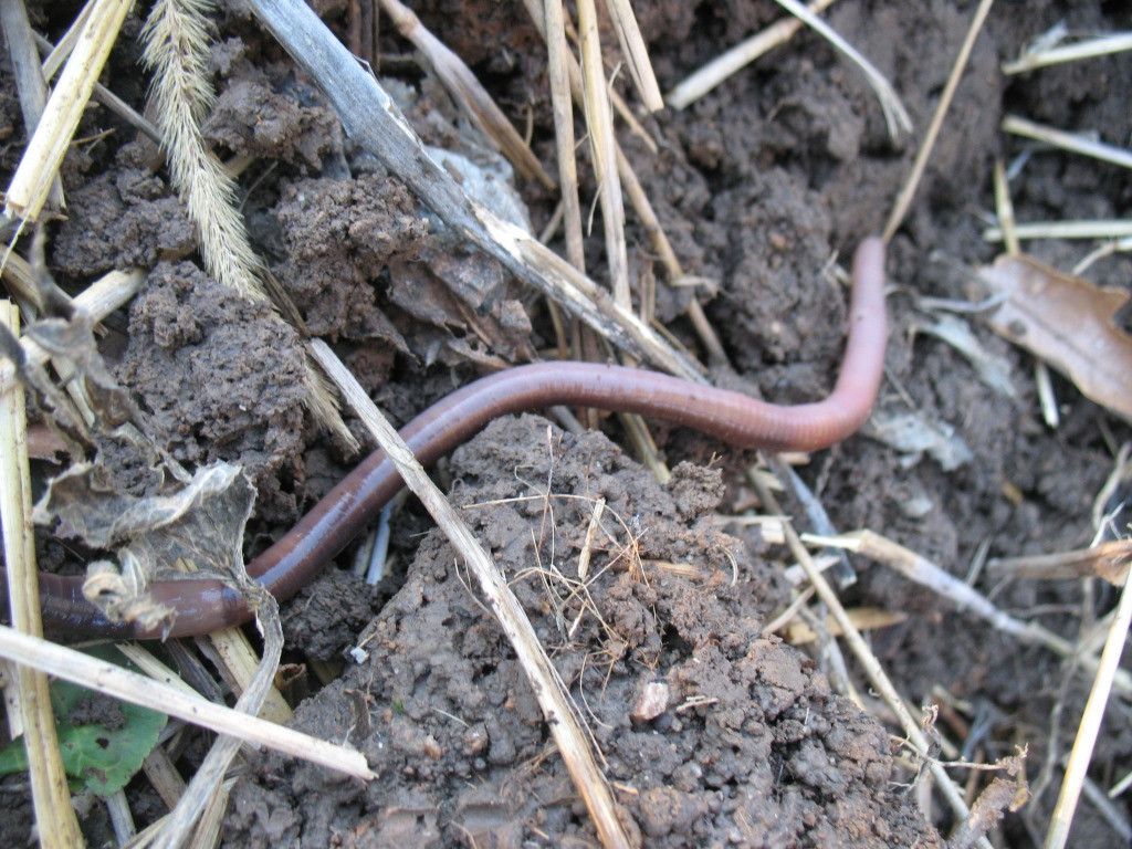Stories on the Marsh: Diary of a Worm | Wisconsin DNR
