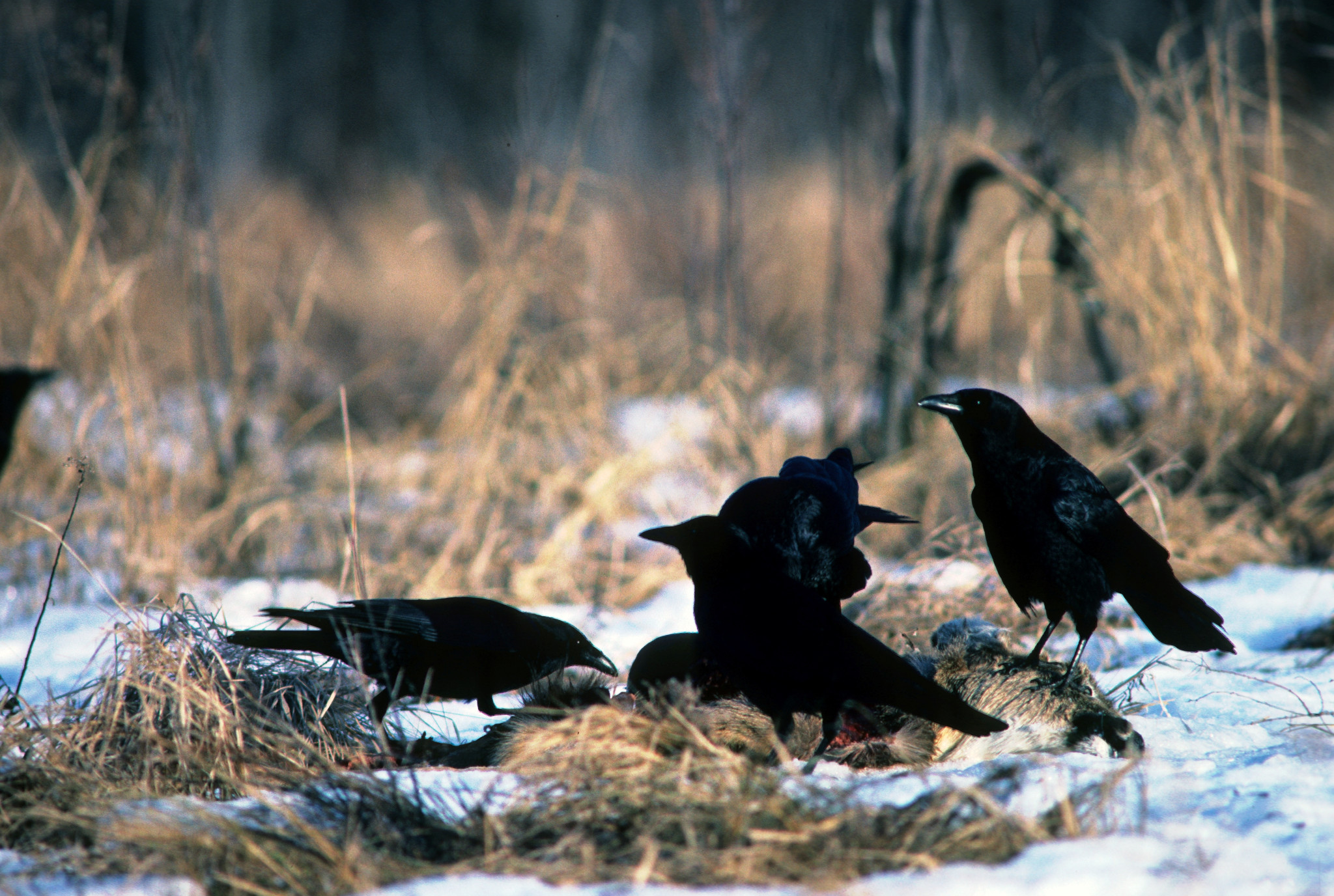 Storytime: Clever Crows | Wisconsin DNR