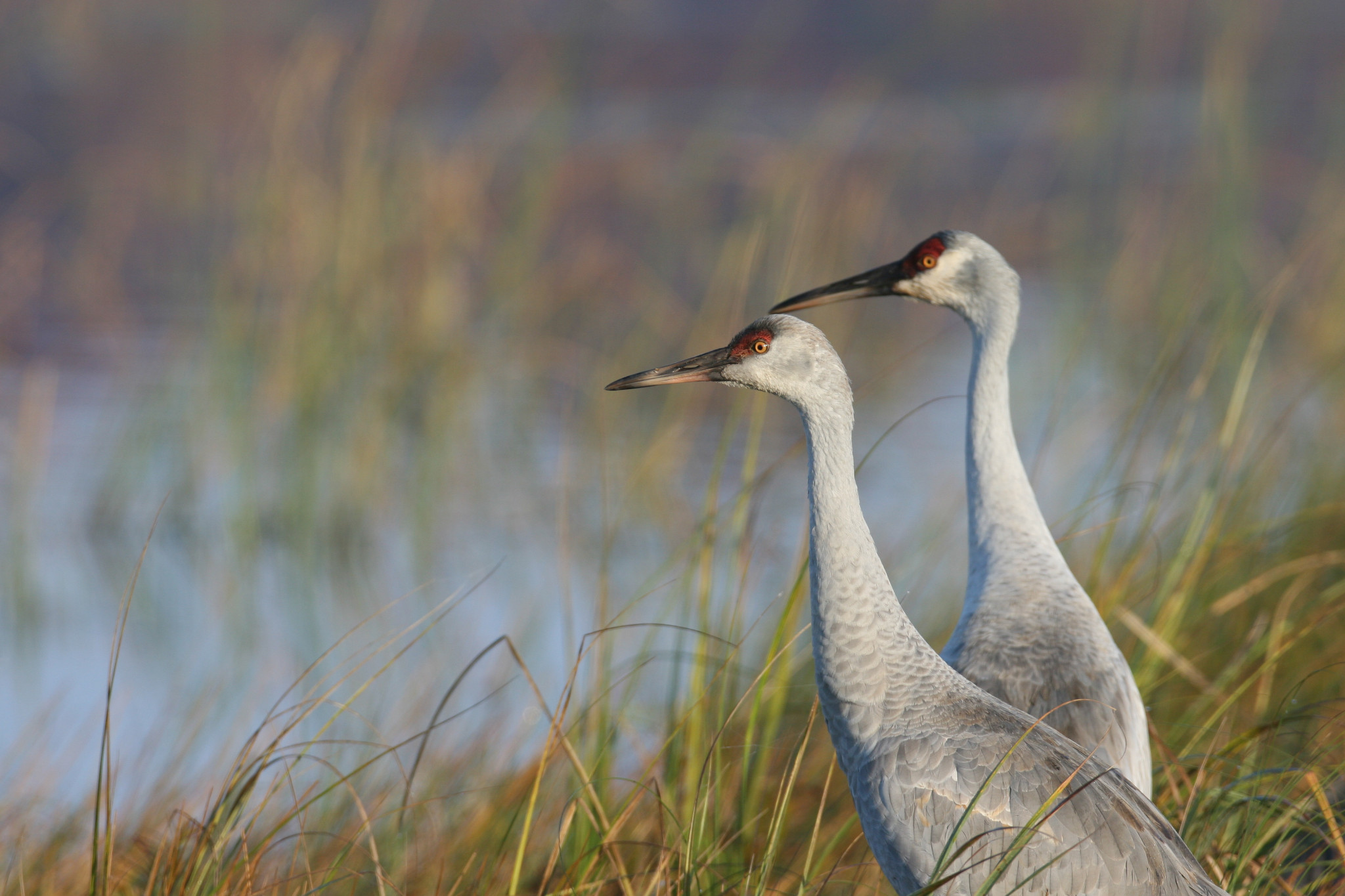 Crane Watch | Wisconsin DNR