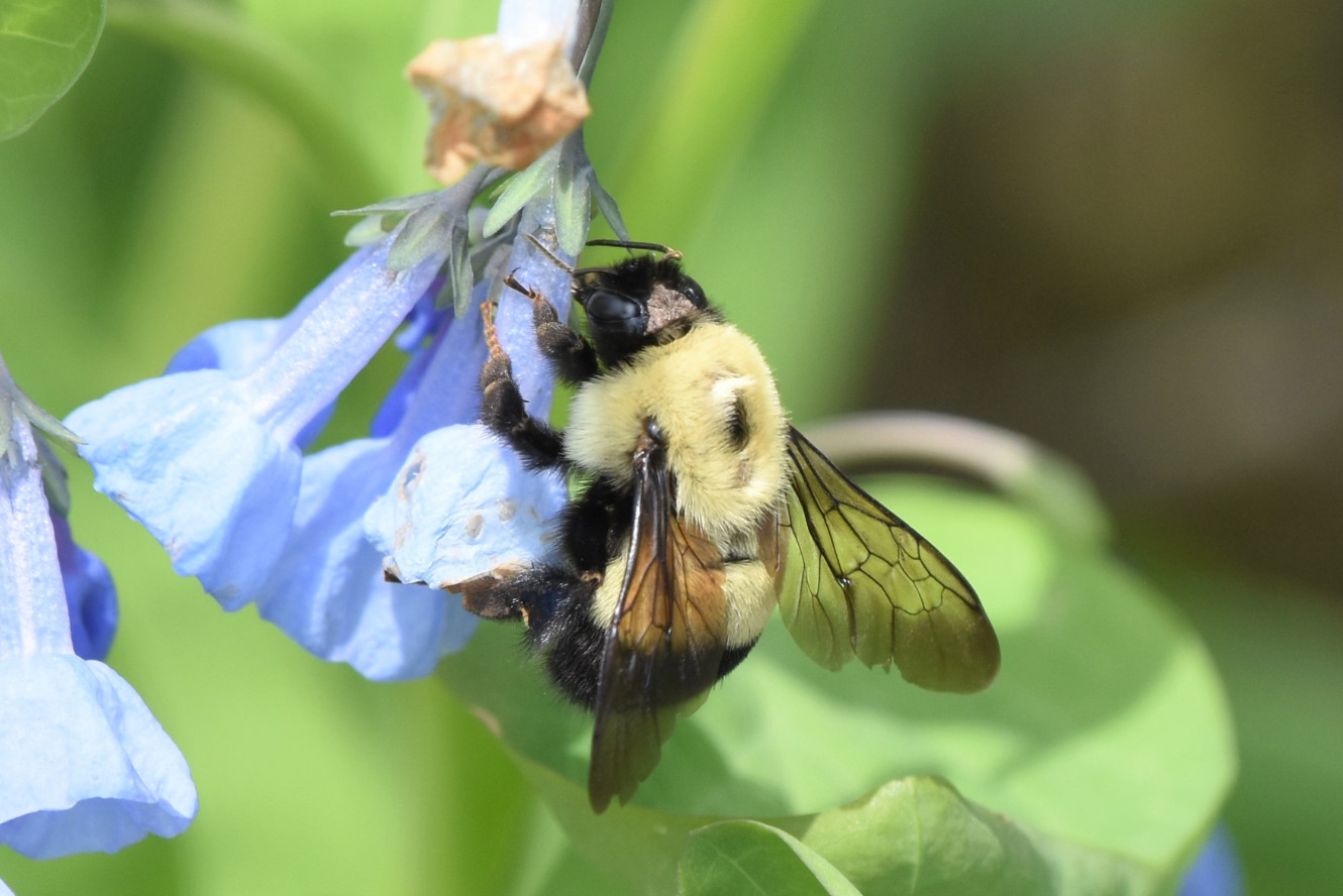 Give To Wisconsin's Endangered Resources Fund This Tax Season ...