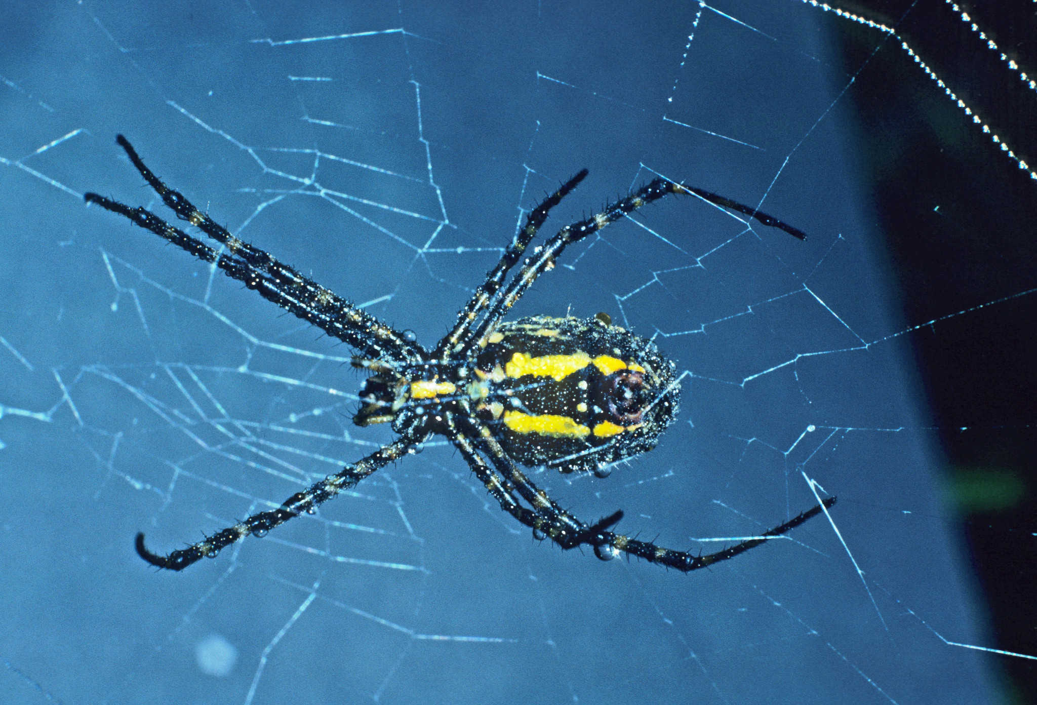 Exploration Station – Spiders | Wisconsin DNR