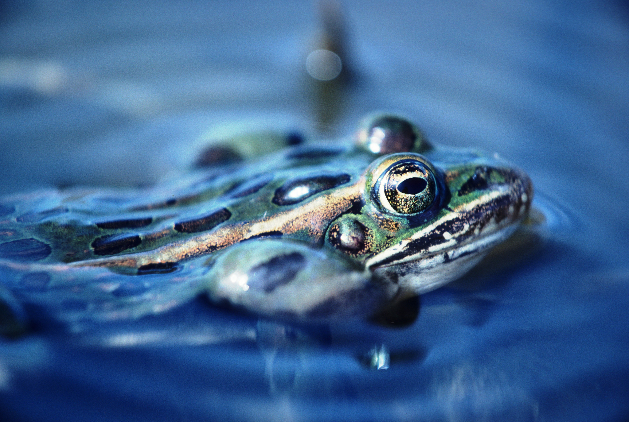 Frog Finding | Wisconsin DNR
