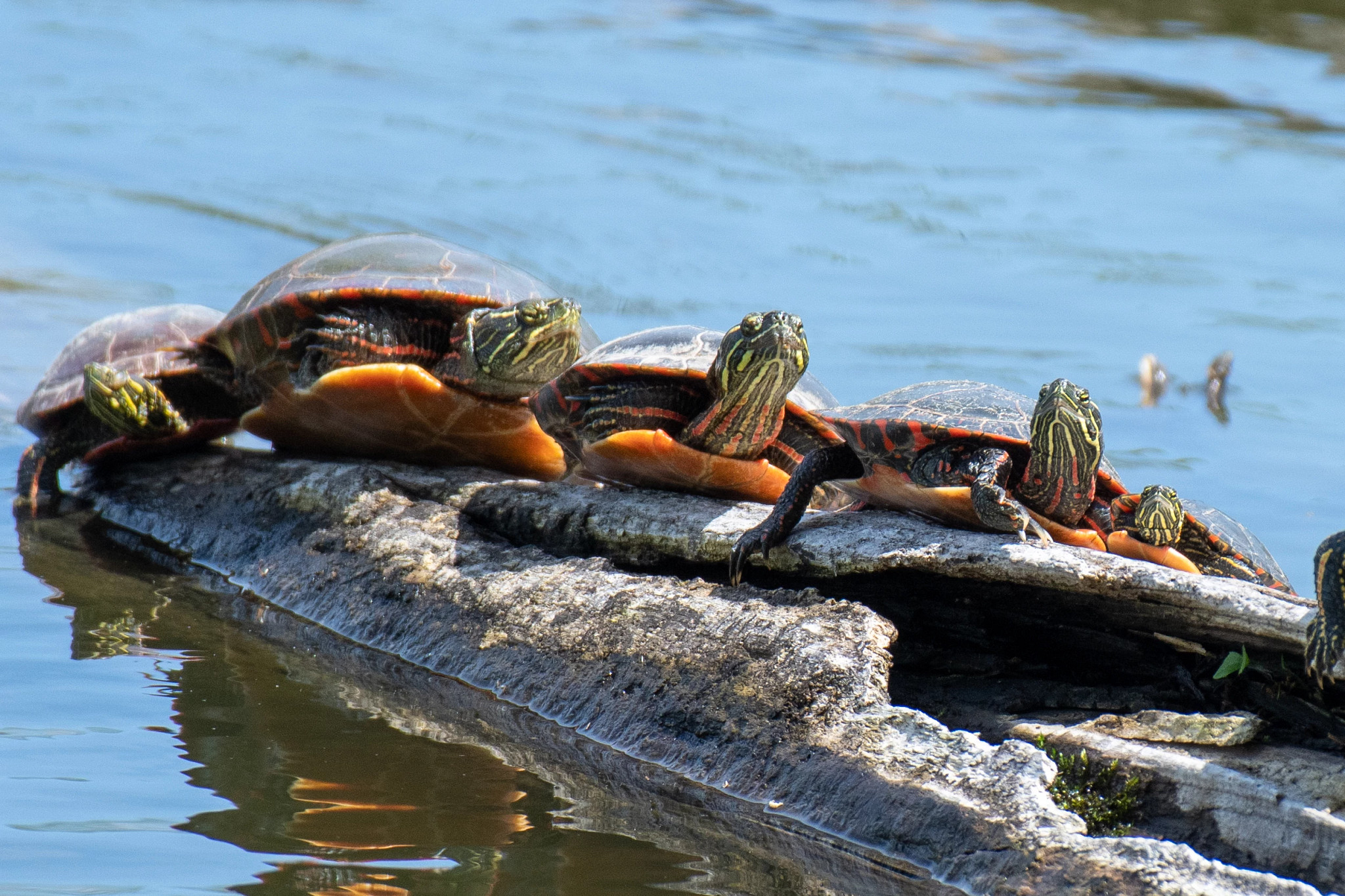 Reptiles and Amphibians of Wisconsin | Wisconsin DNR