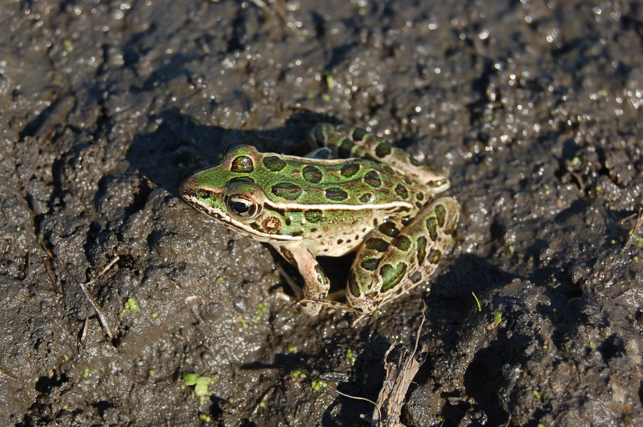 Watch For Reptiles And Amphibians On Wisconsin’s Roads This Fall ...