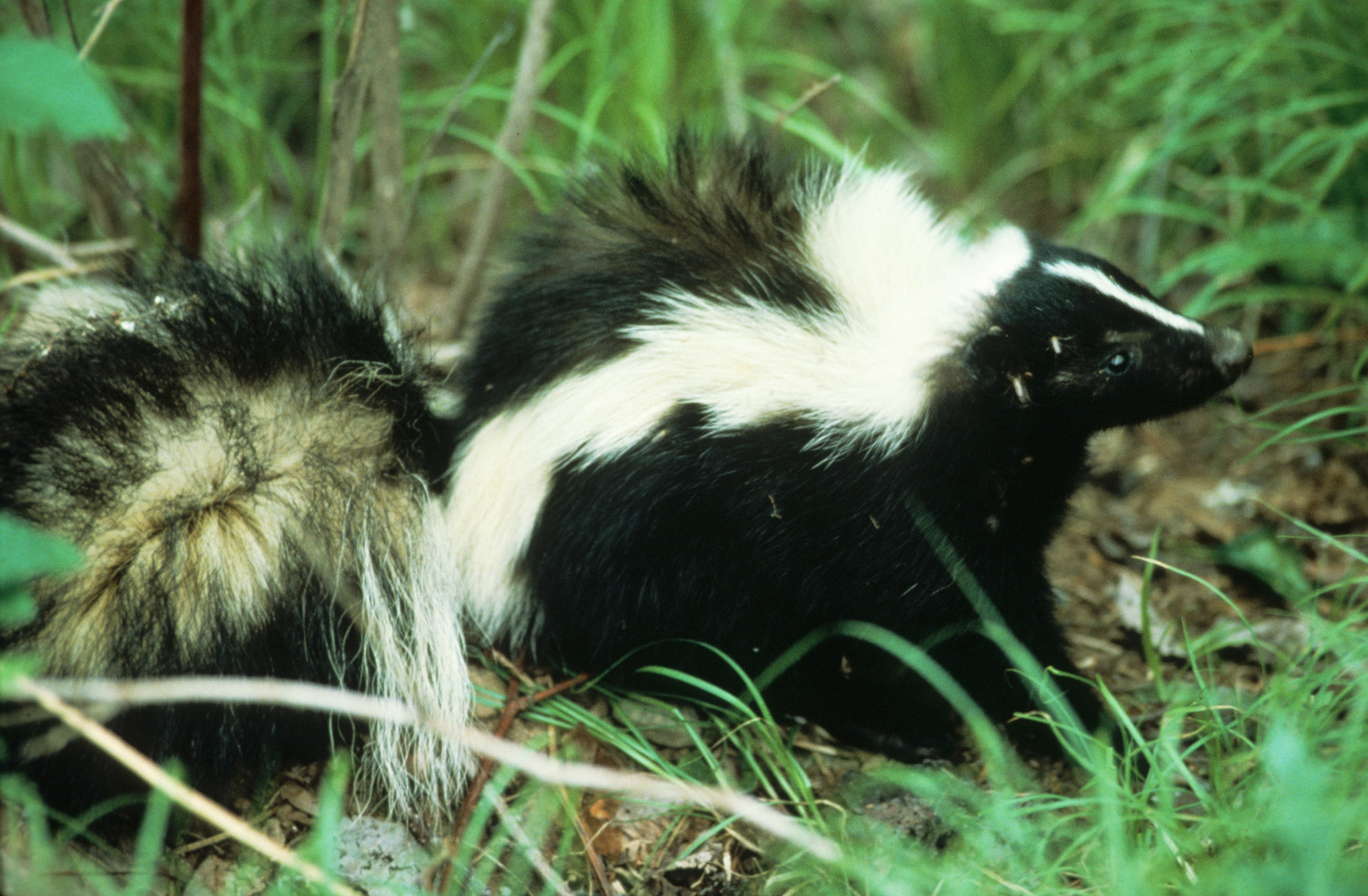 Storytime: Pee-yew Skunk! | Wisconsin DNR