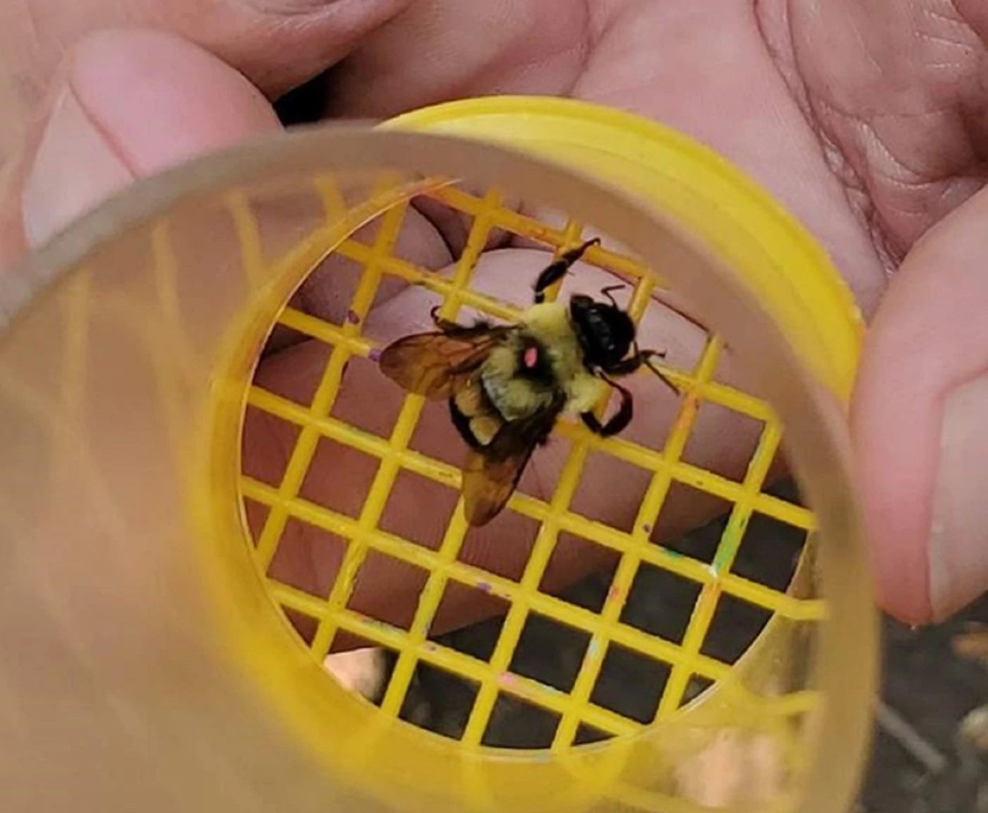 Beautiful Bees | Wisconsin DNR