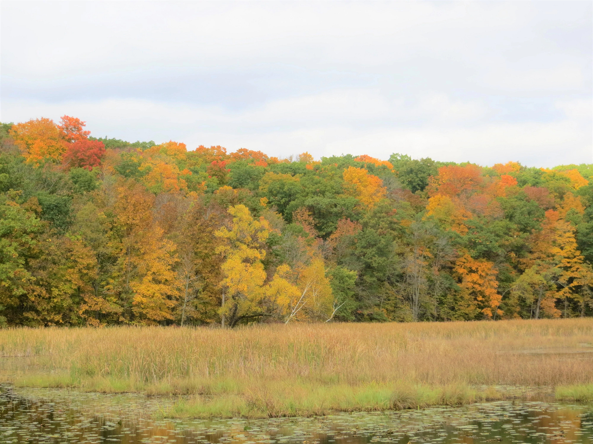 Storytime: Trees of Many Colors | Wisconsin DNR