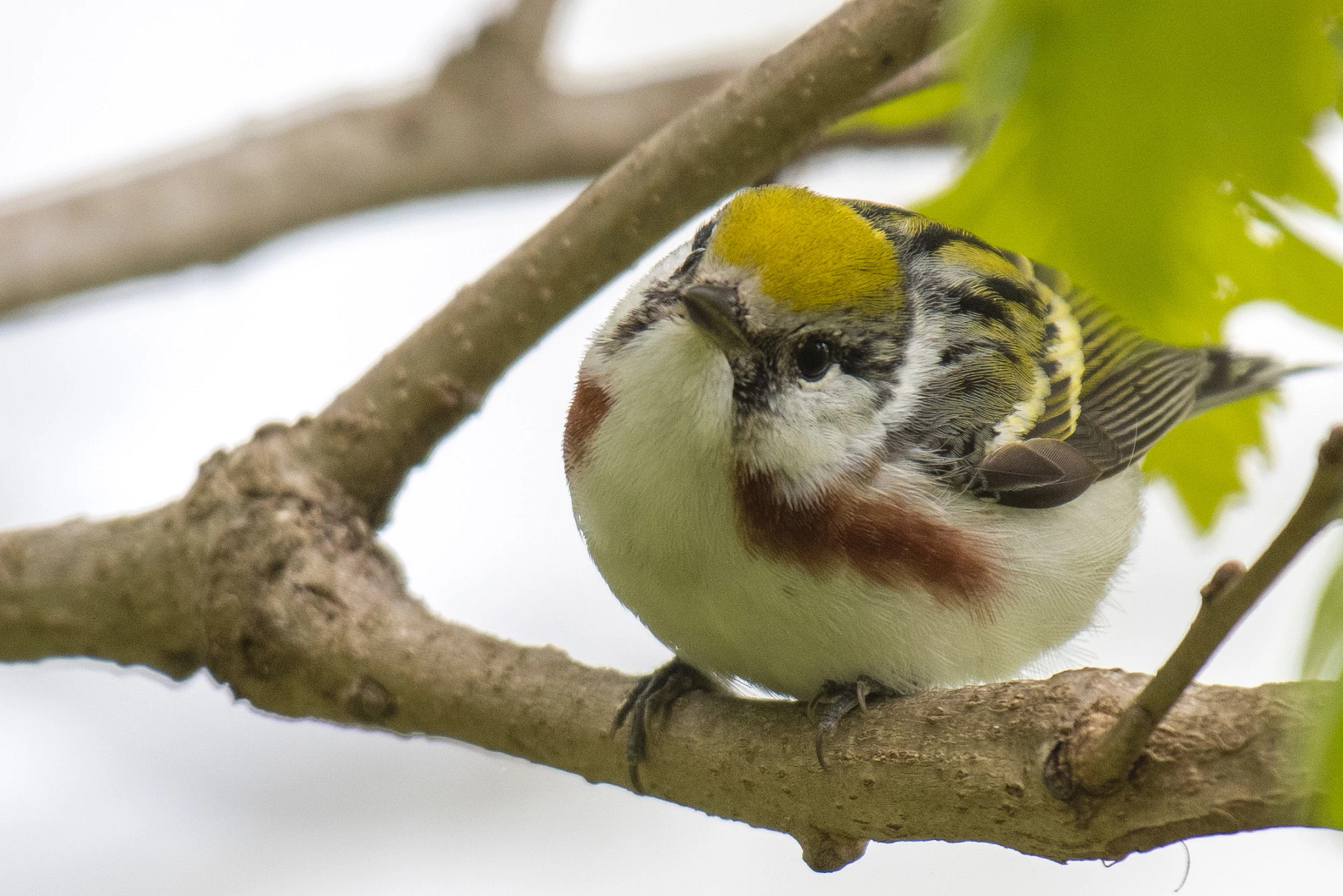 Bird Migration Hike | Wisconsin DNR