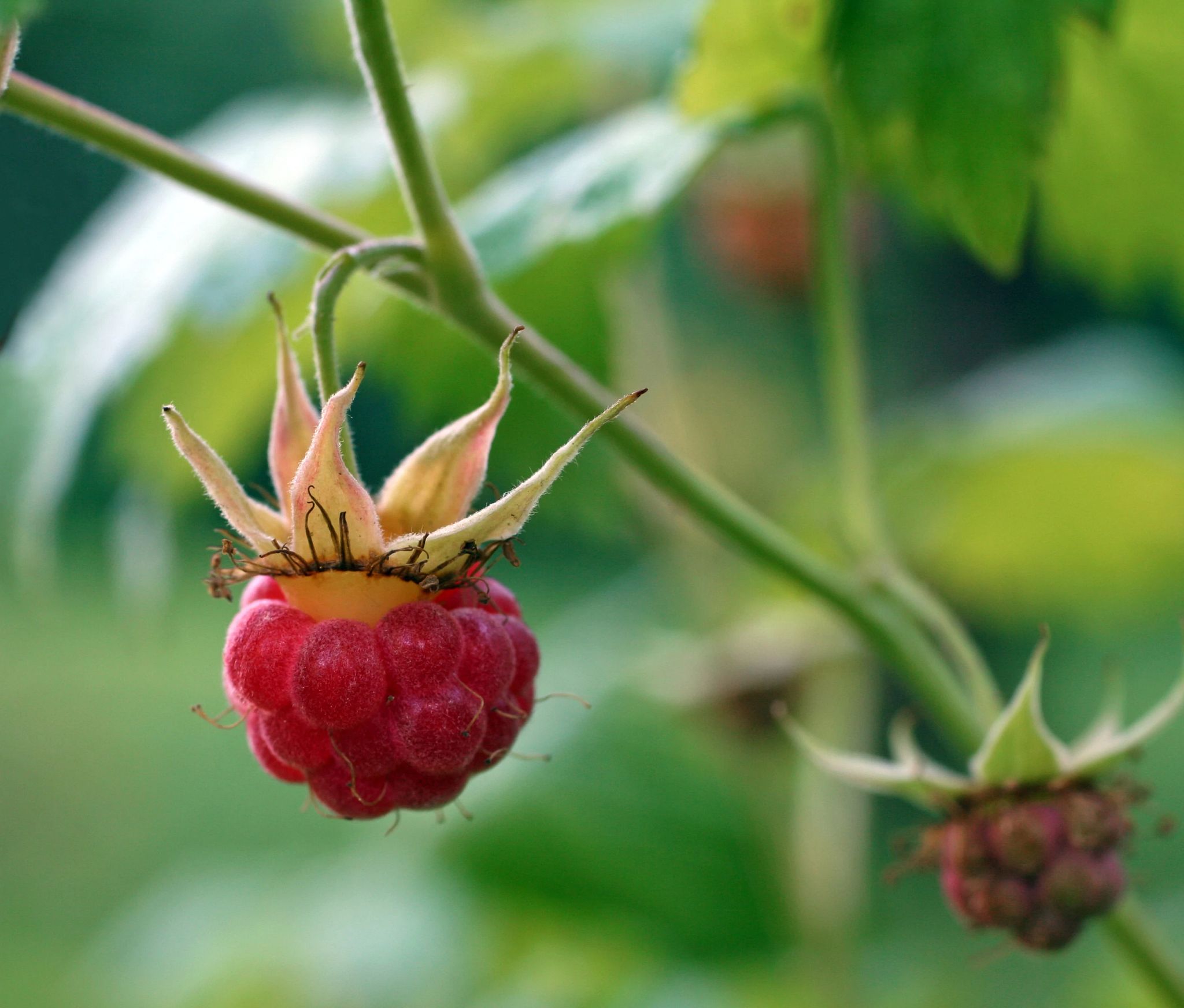 Seasonal Wild Edibles | Wisconsin DNR