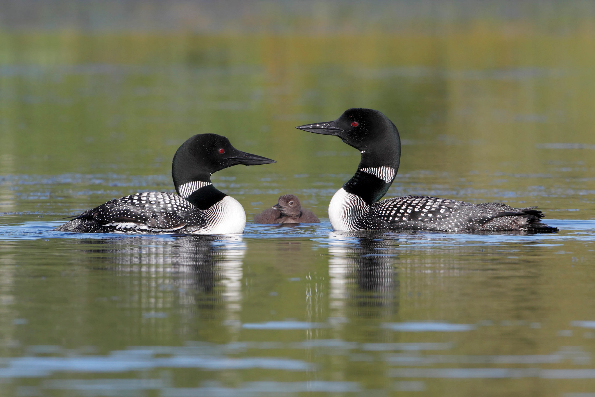 Discover Loon Lake | Wisconsin DNR