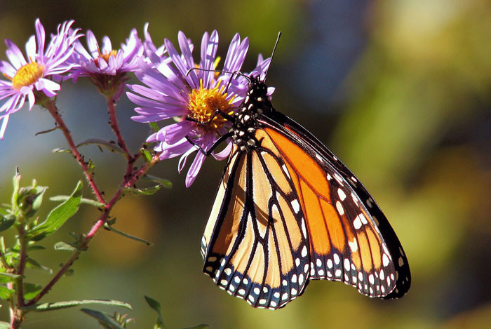 Monarch Life Cycle | Wisconsin DNR