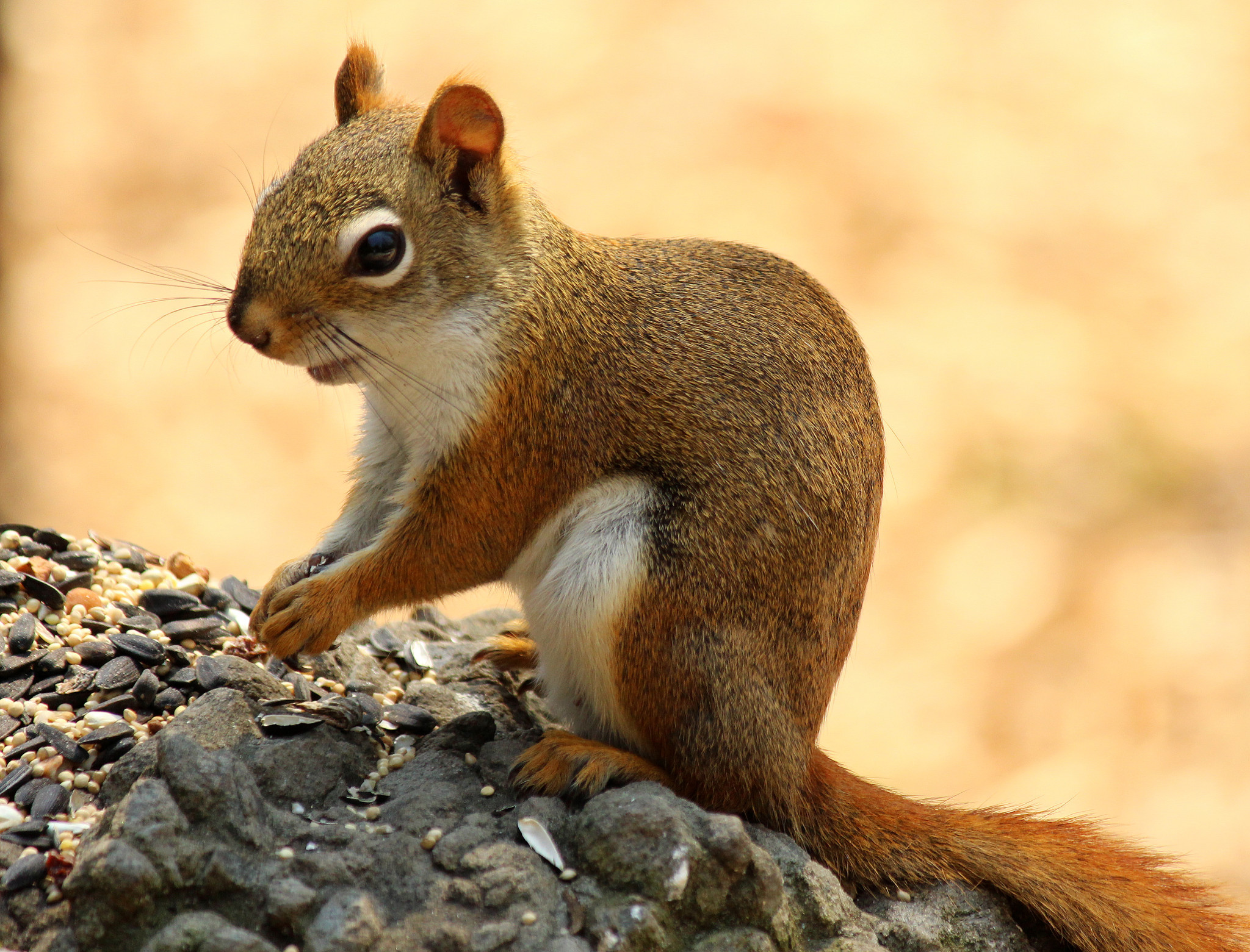 Urban Critter Drop In: Squirrels | Wisconsin DNR