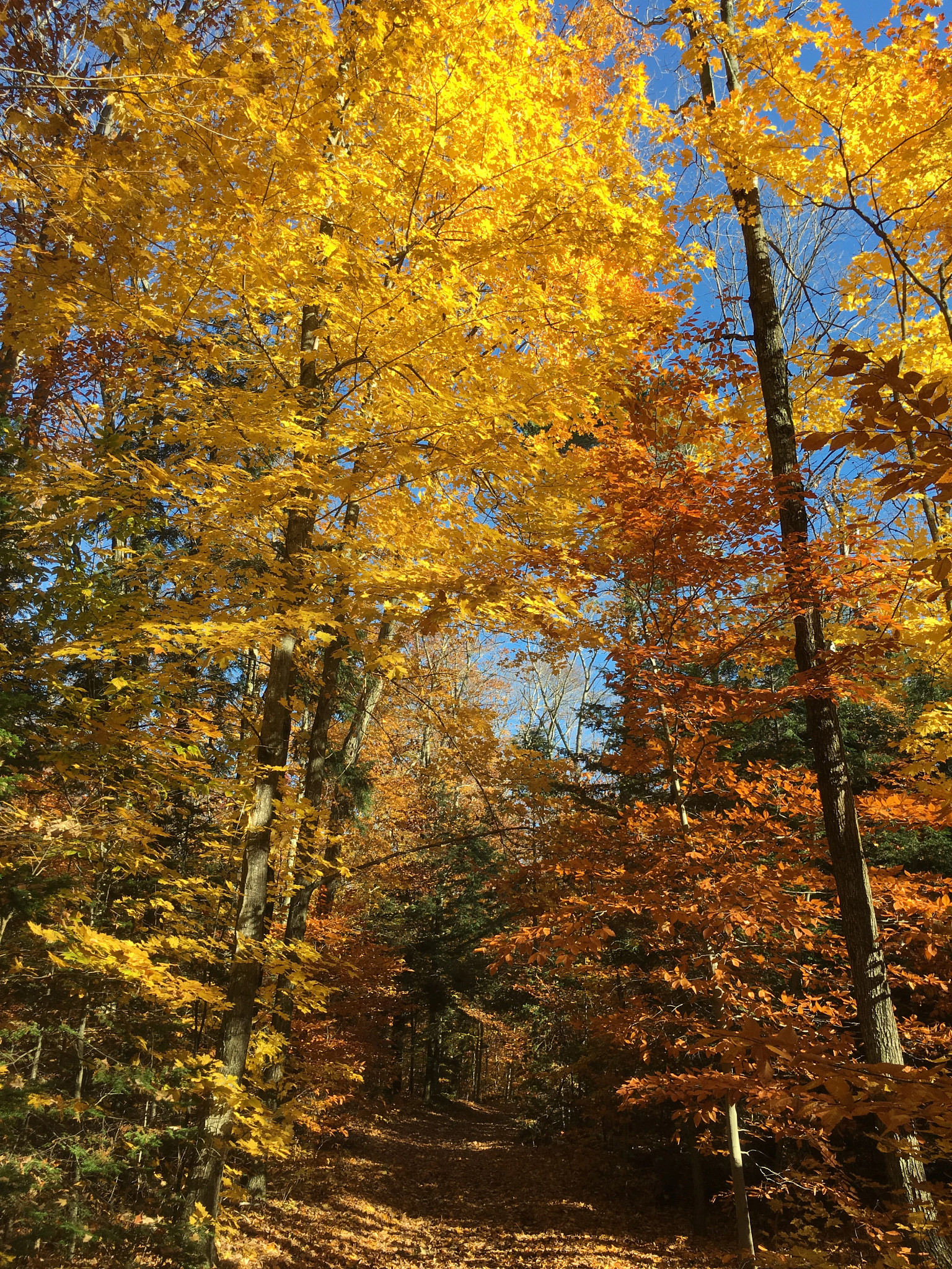 Trees Of Door County | Wisconsin DNR
