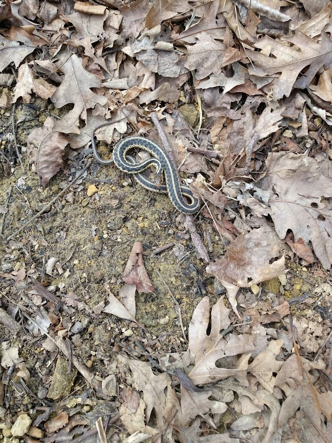 Snake Discovery | Wisconsin DNR