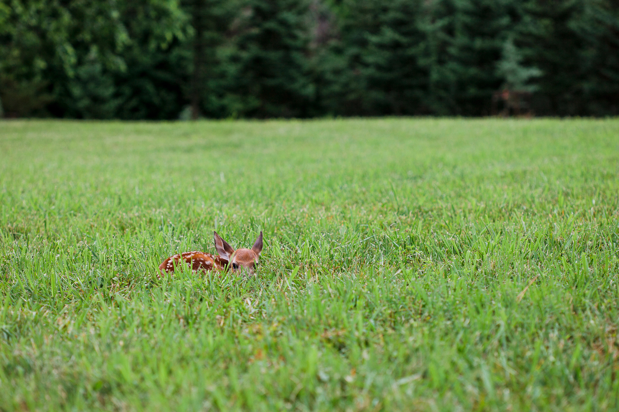 Keep Wildlife Wild: Know What To Do If You Find A Fawn | Wisconsin DNR