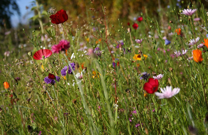 Saturday Explorers – Spring Flower Hike | Wisconsin DNR