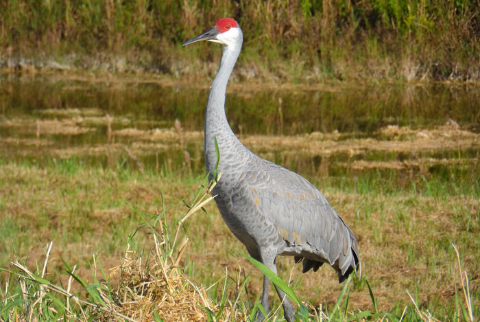 Walking With Wisconsin Cranes | Wisconsin DNR