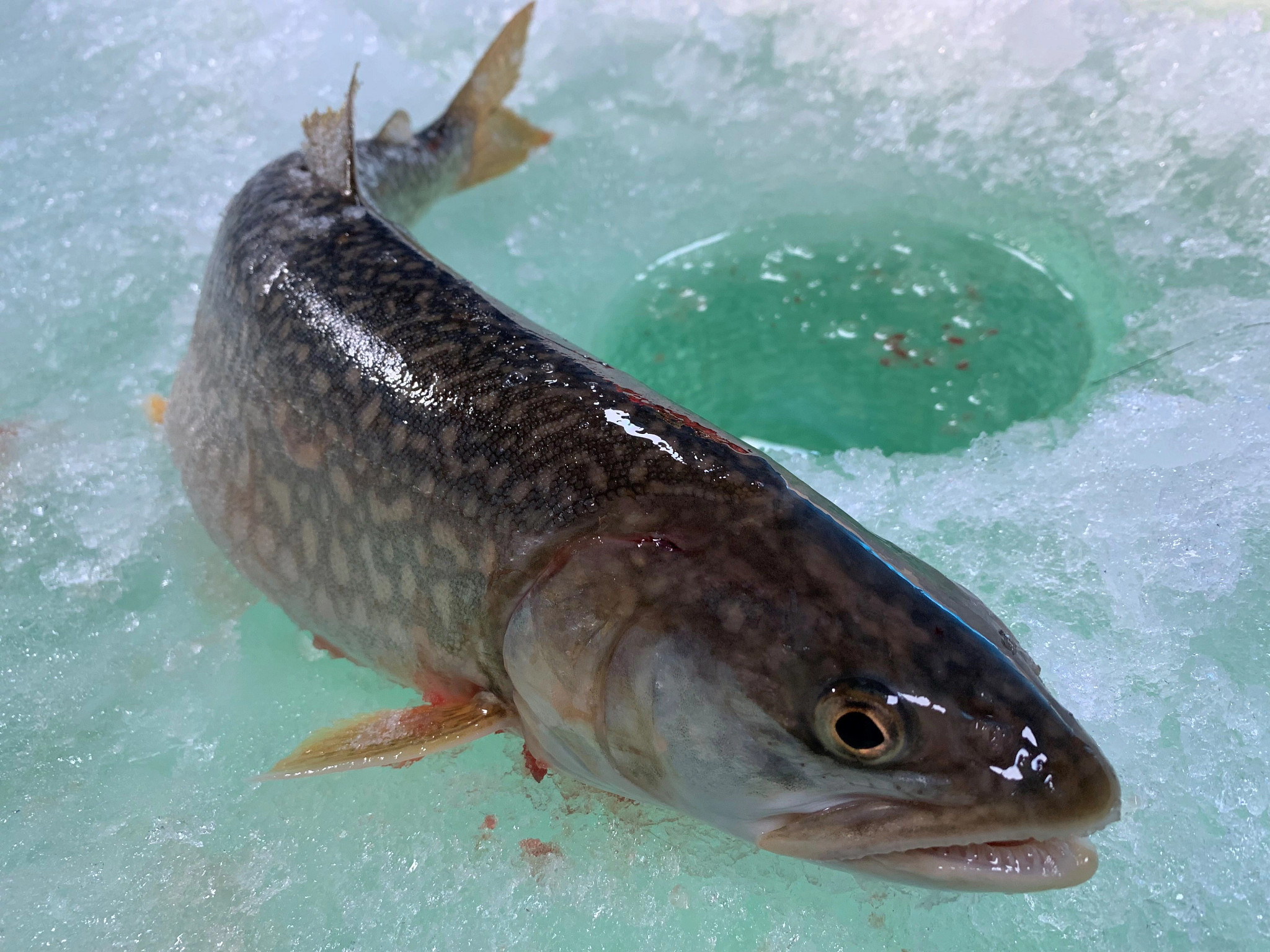 Lake Trout Season For Lake Superior Opens Dec. 1 | Wisconsin DNR