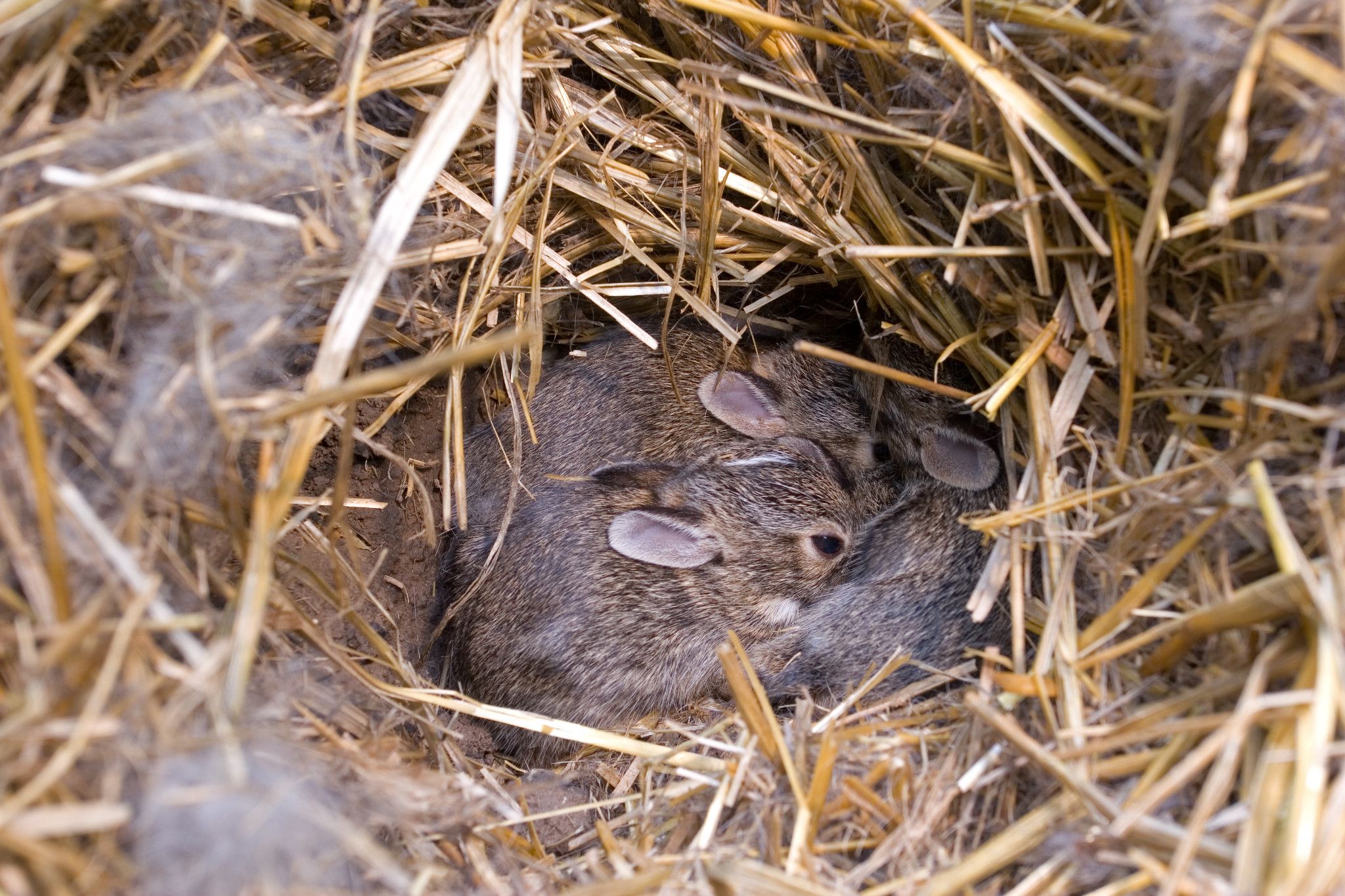Nature Time for Preschoolers – Run, Rabbit, Run | Wisconsin DNR