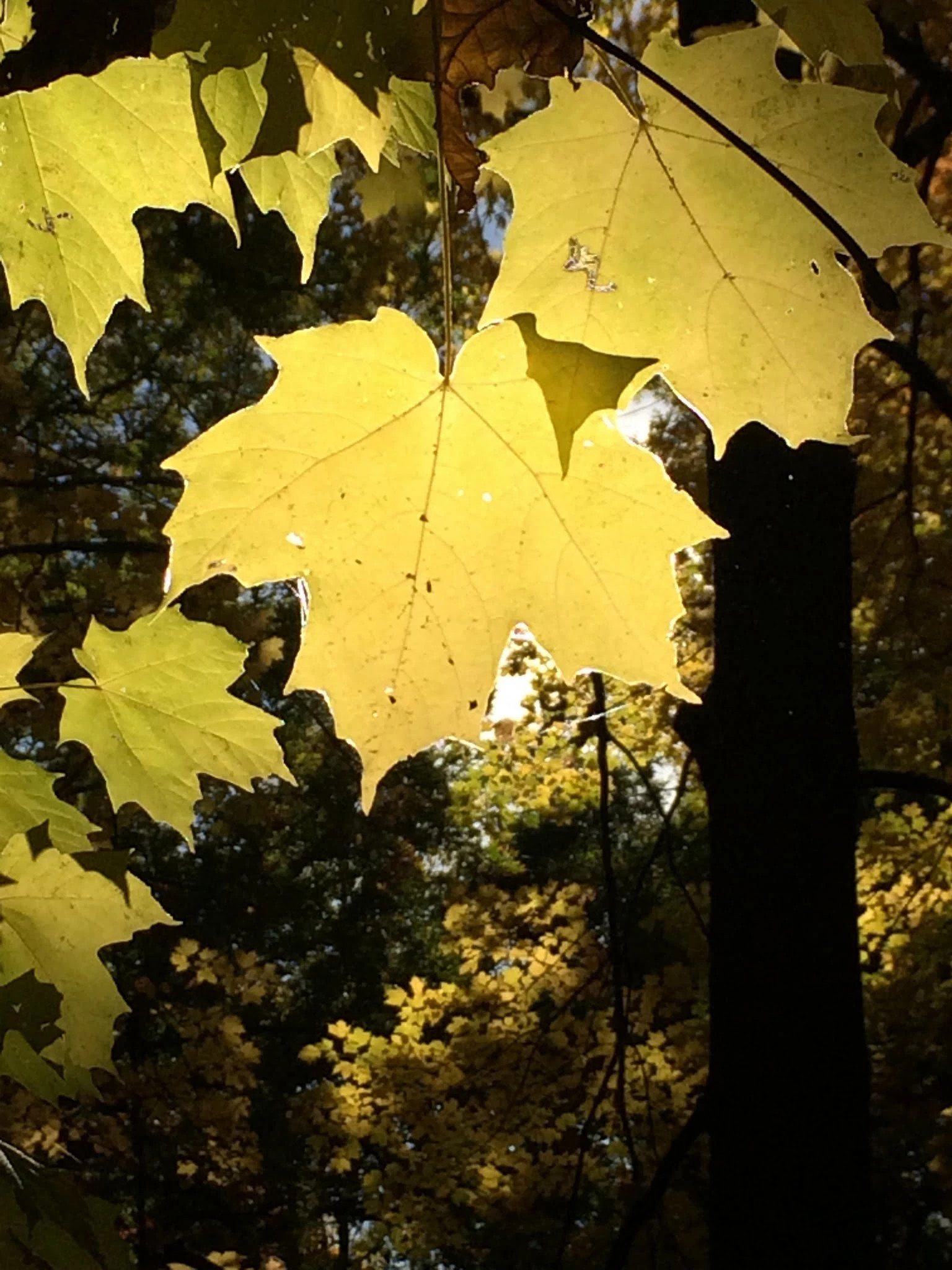 Nature Tales - Leaf Jumpers | Wisconsin DNR