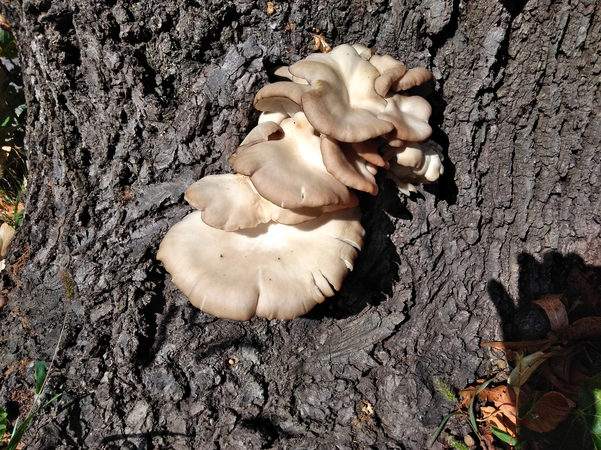 Mushroom Hike With Charlotte Lukes | Wisconsin DNR