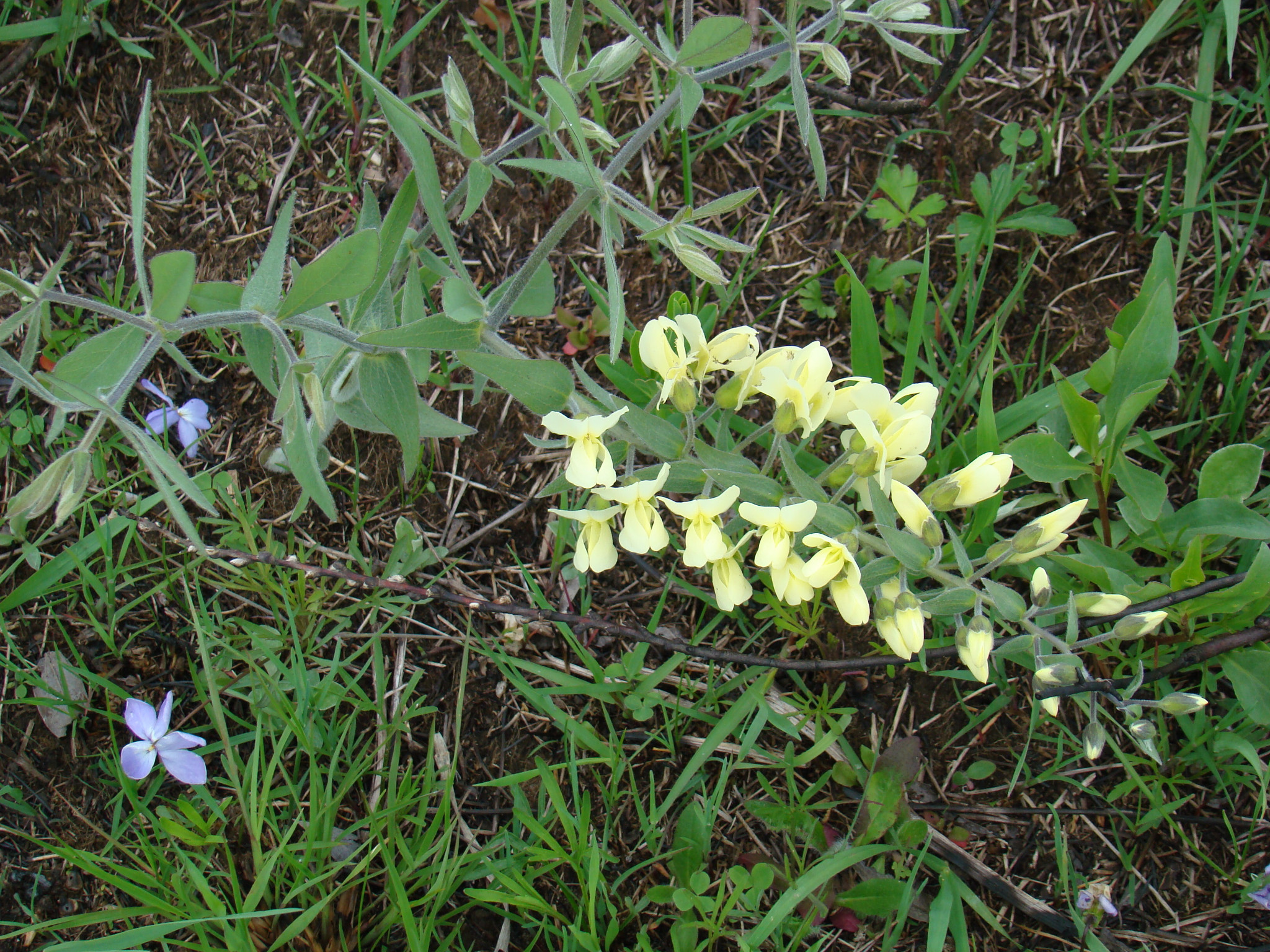 Spring Wildflower Walk | Wisconsin DNR