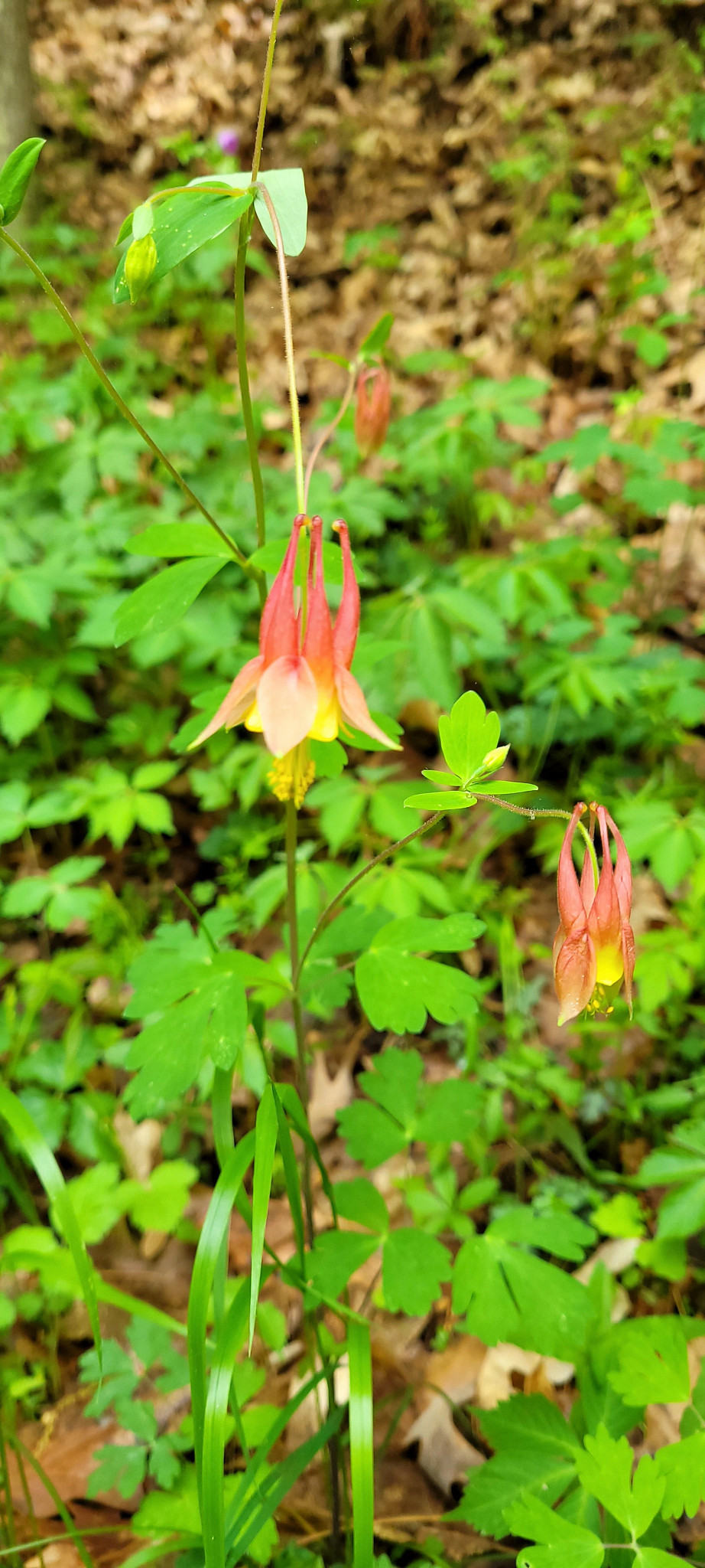 Discover the Wildflowers of the Park | Wisconsin DNR