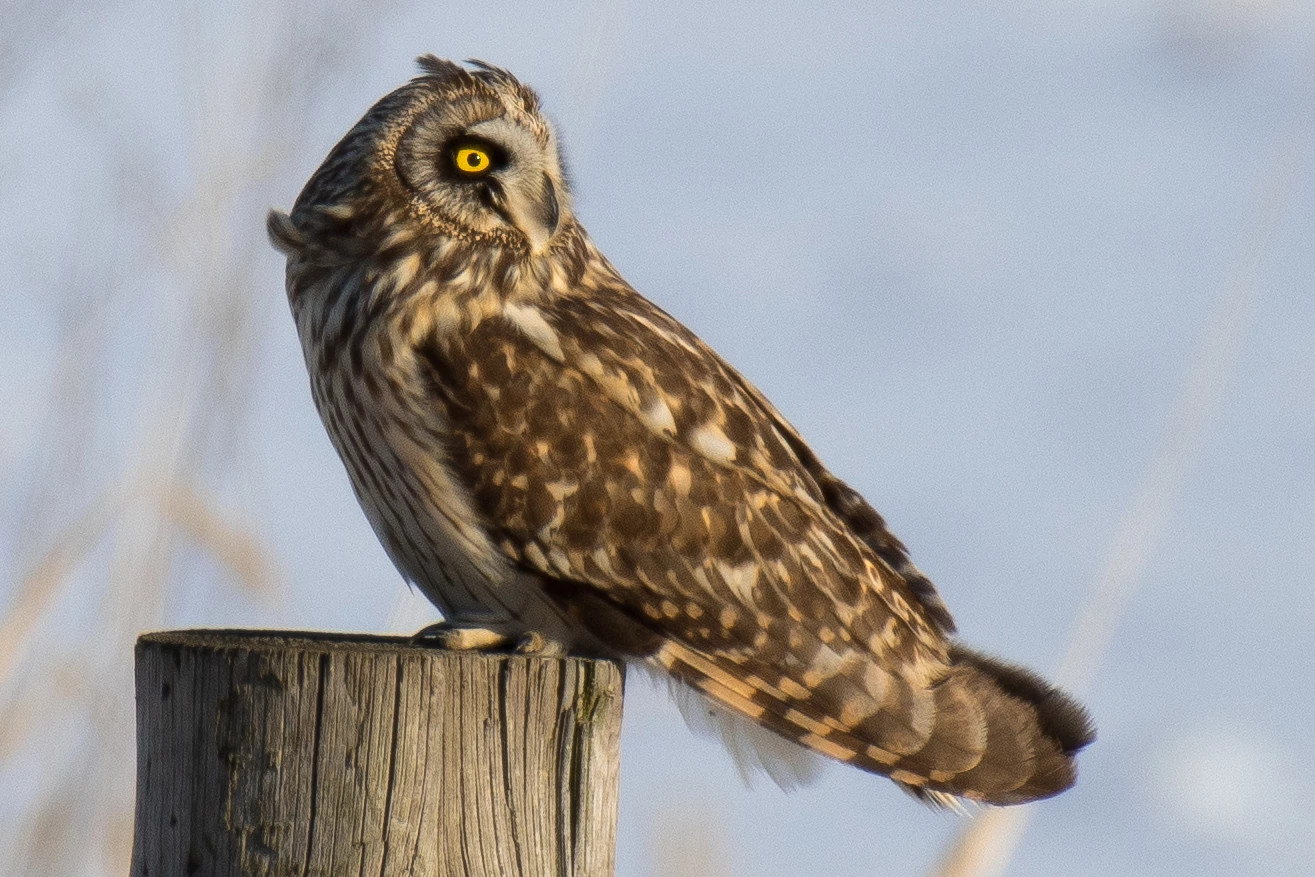 WILDLIFE OF WISCONSIN: WINGED WONDERS | Wisconsin DNR