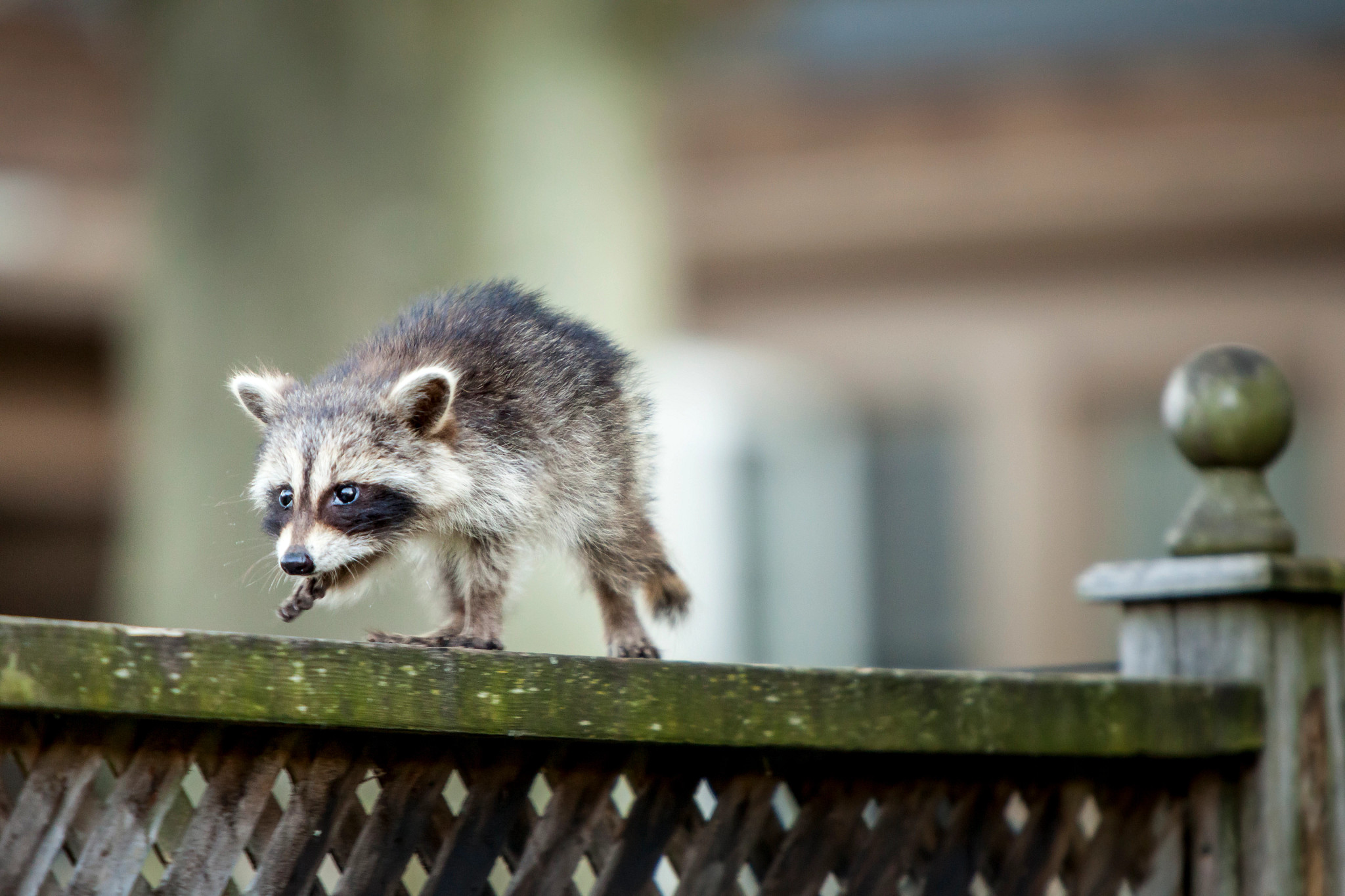 Urban Critter: RACOON | Wisconsin DNR