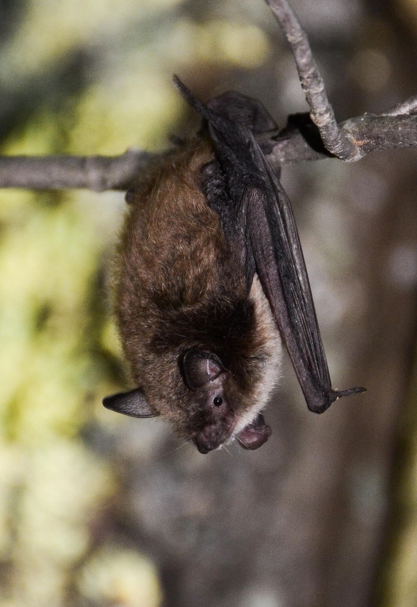 Lakes States Forest Management Bat Habitat Conservation Plan | Bat HCP ...