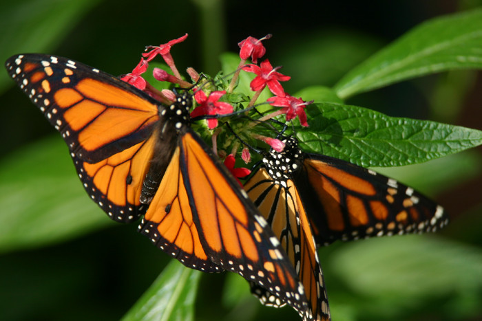 Monarch Madness | Wisconsin DNR