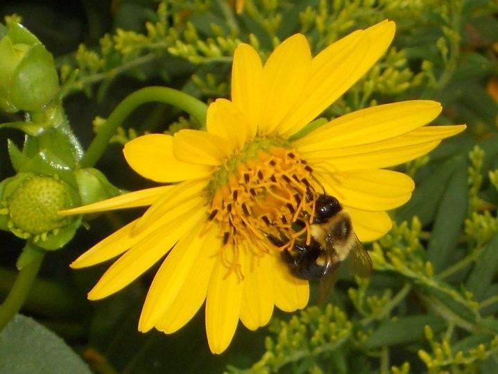 Planting for Pollinators | Wisconsin DNR