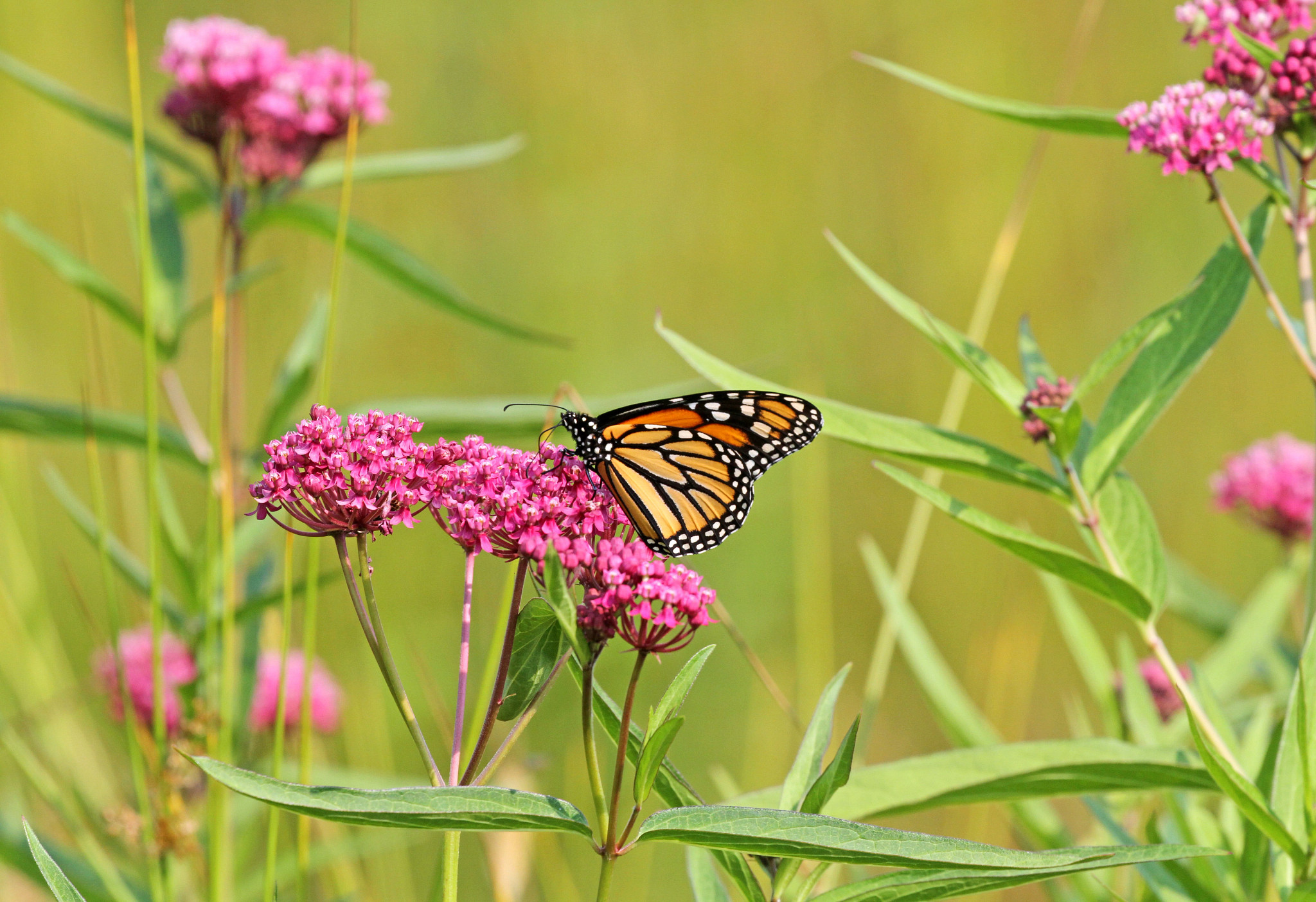 Pollinators in the Park | Wisconsin DNR