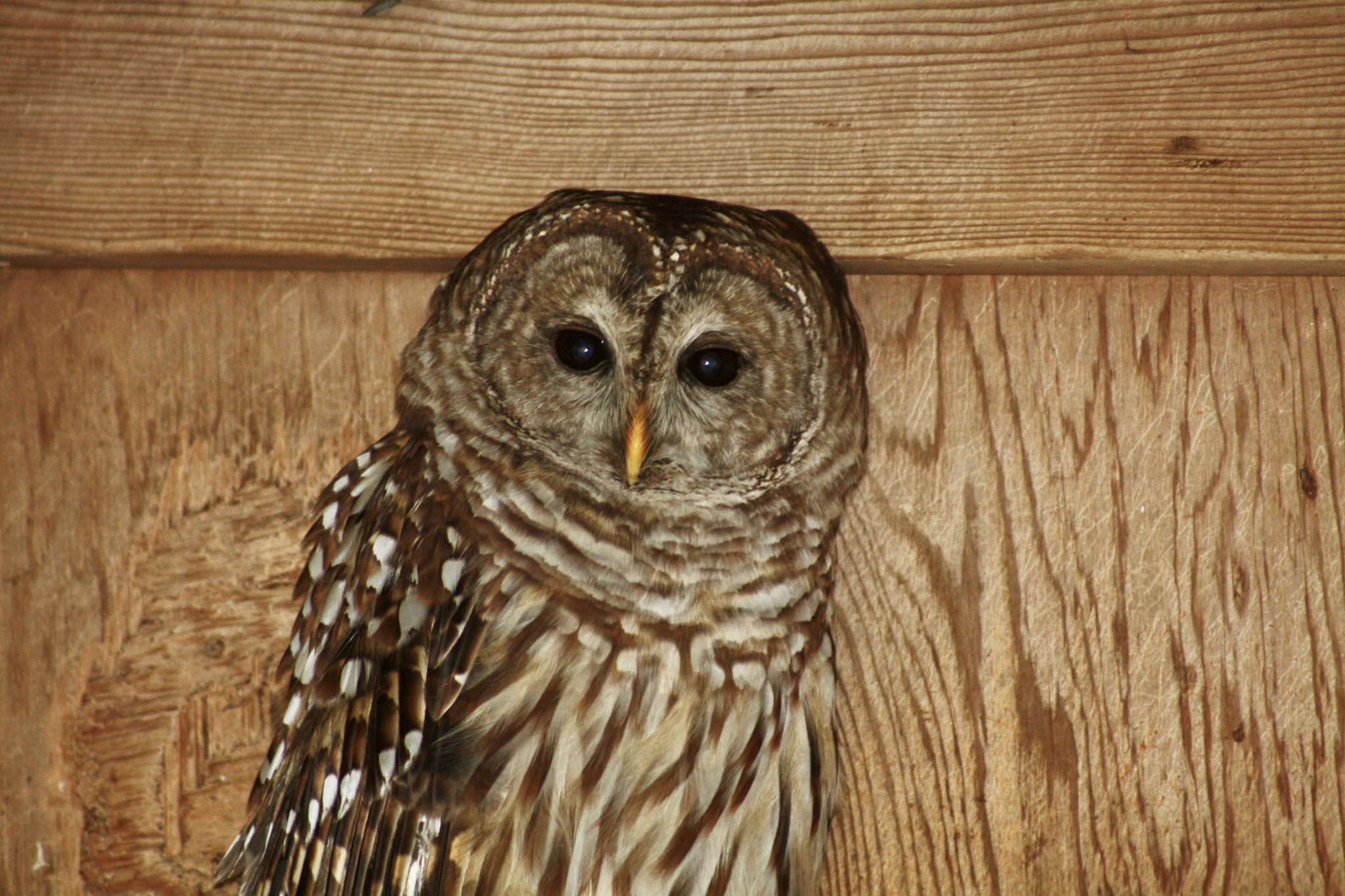 Owl Prowl | Wisconsin DNR