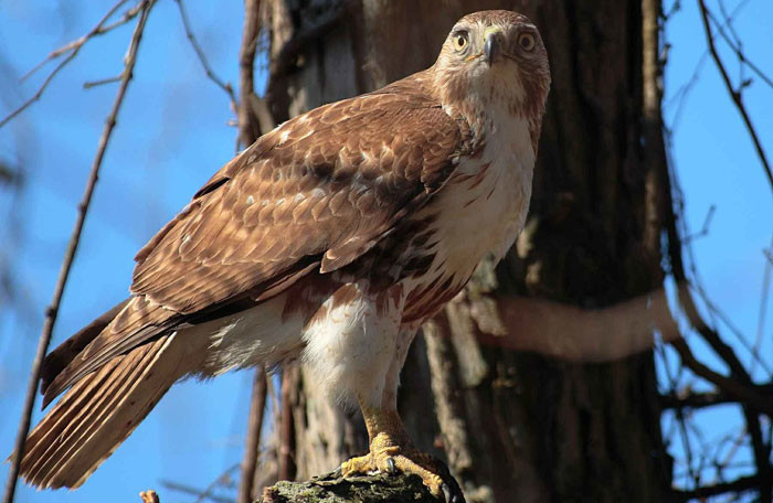 Raptor 101 | Wisconsin DNR