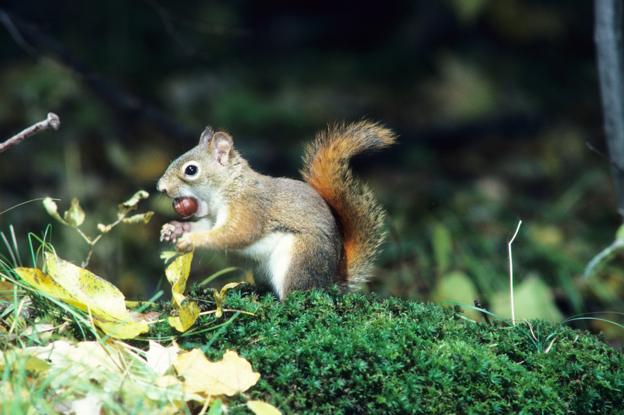 Nature Tales - Squirrel Stories | Wisconsin DNR