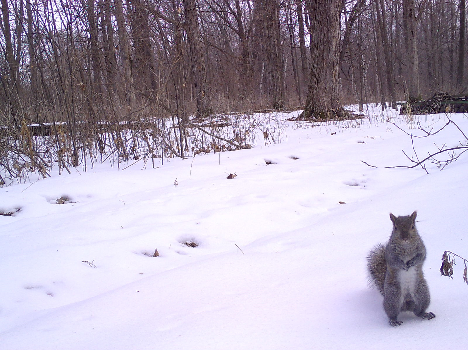 Storytime: Scampering Squirrels | Wisconsin DNR