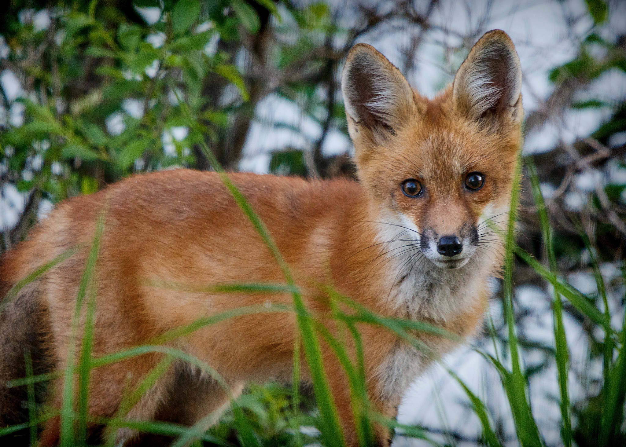 Critter Corner – Fox | Wisconsin DNR