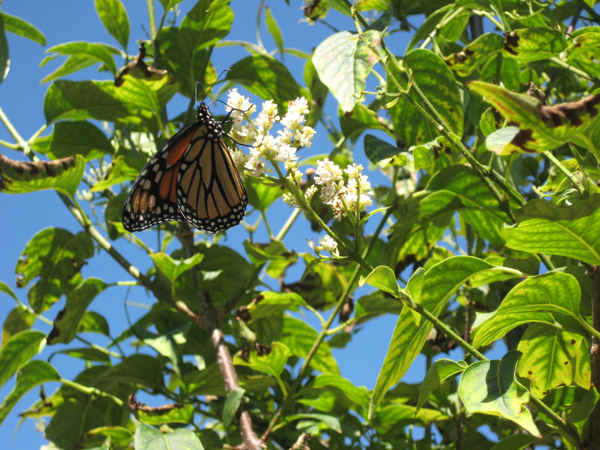 Butterflies and Other Pollinators | Wisconsin DNR
