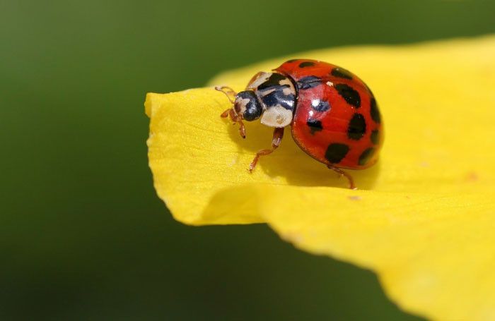 Bug Out! | Wisconsin DNR