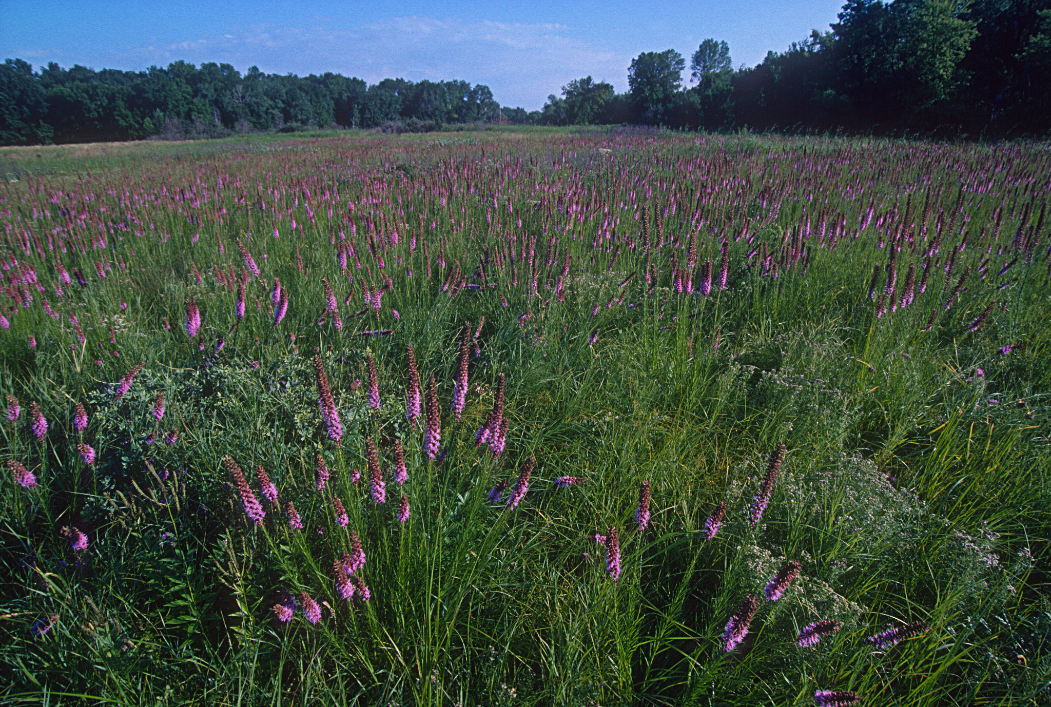 Summer Is Fun At The Mead - Art in Nature | Wisconsin DNR