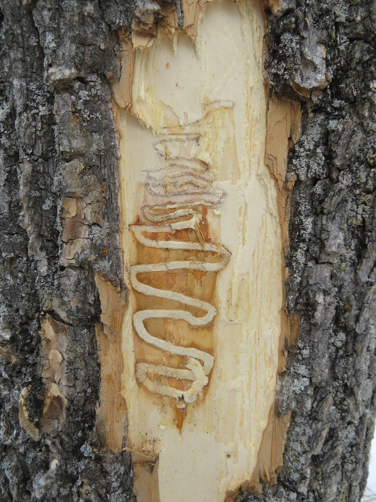 What’s Bugging The Trees? | Wisconsin DNR