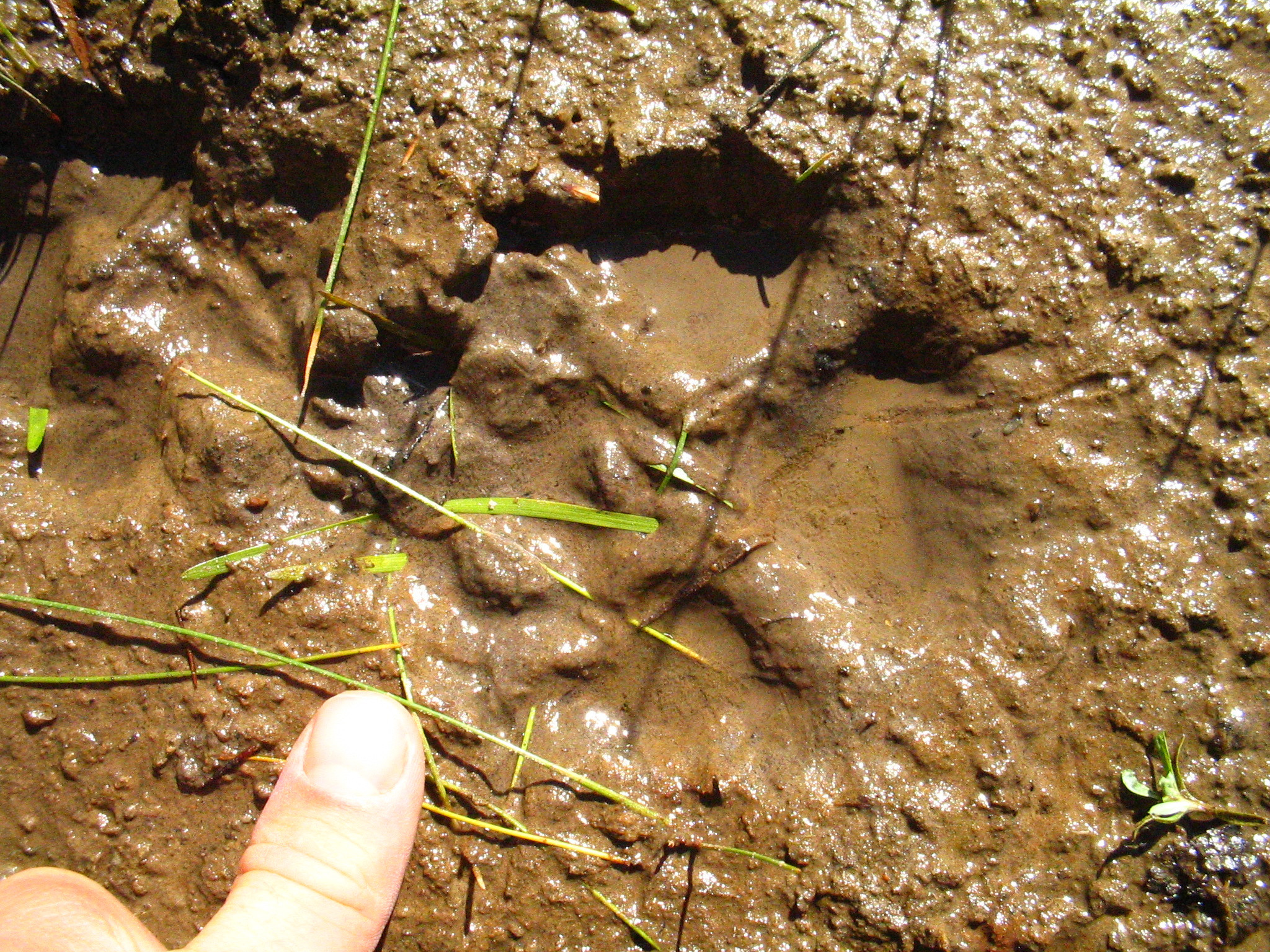 Wolf Tracks In Mud