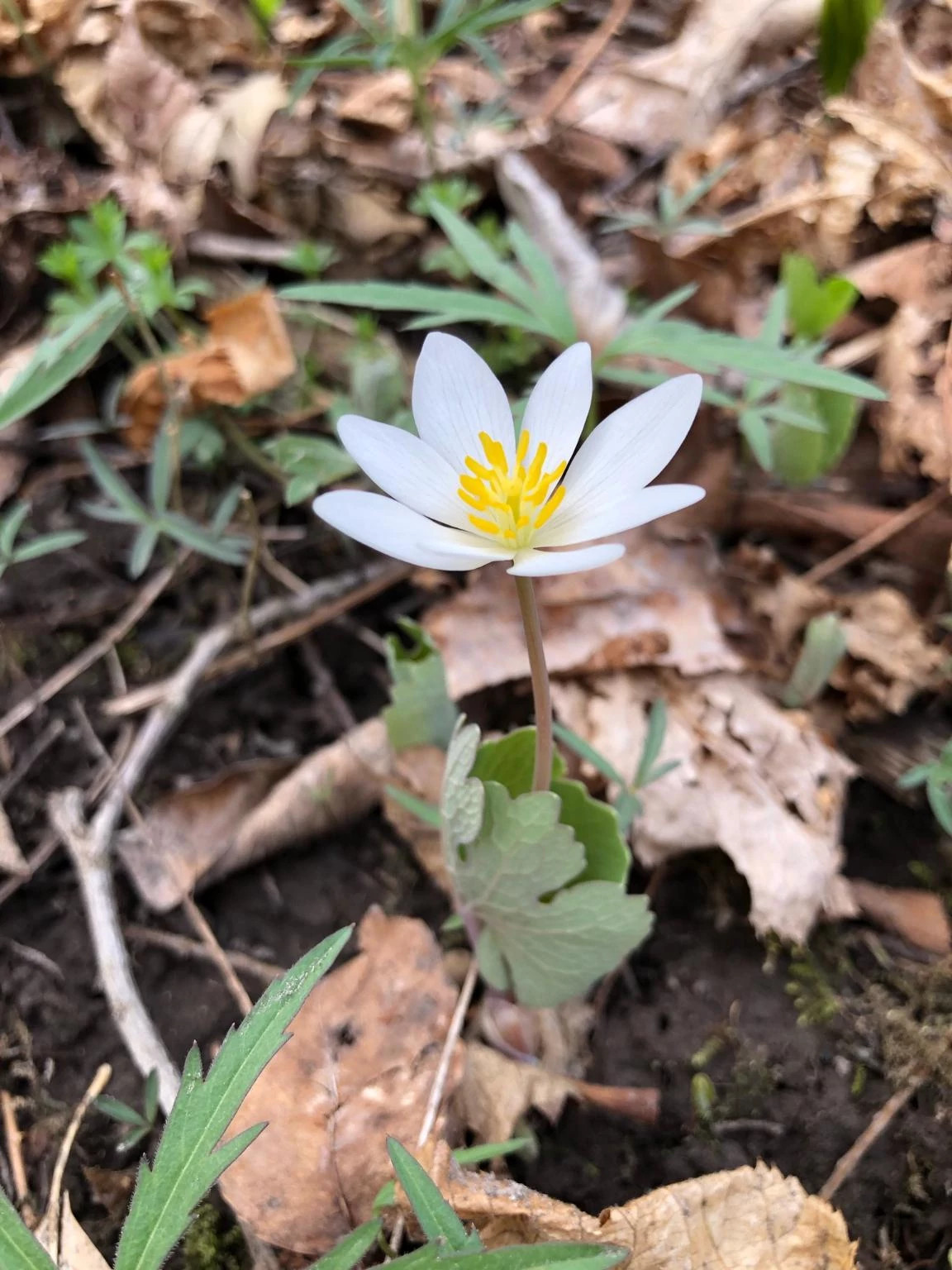 Spring Flower Hike | Wisconsin DNR