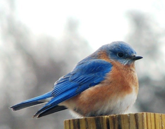 BLUEBIRD BIRDHOUSE BUILDING WORKSHOP | Wisconsin DNR