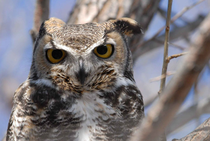 Summer Is Fun At The Mead - Owl Prowl | Wisconsin DNR