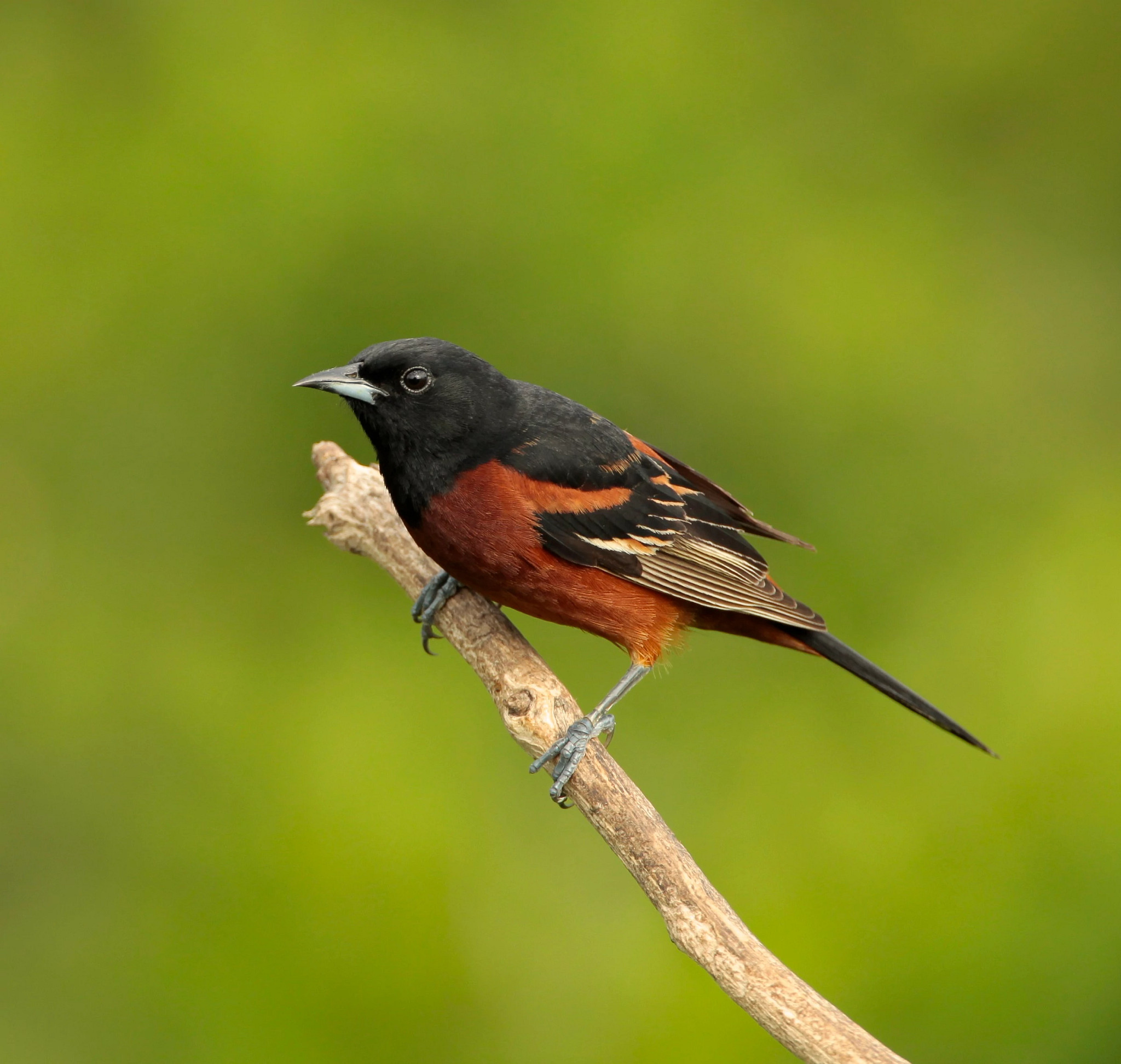 World Migratory Bird Day Big Sit | Wisconsin DNR