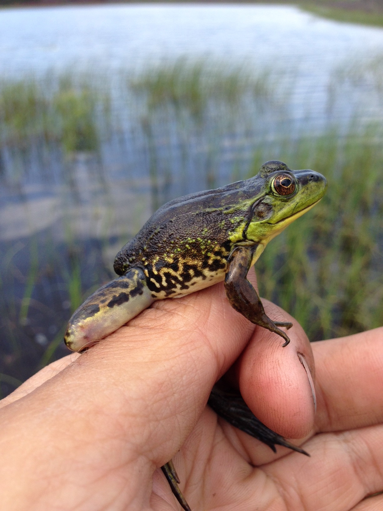 Fantastic Froggers | Wisconsin DNR