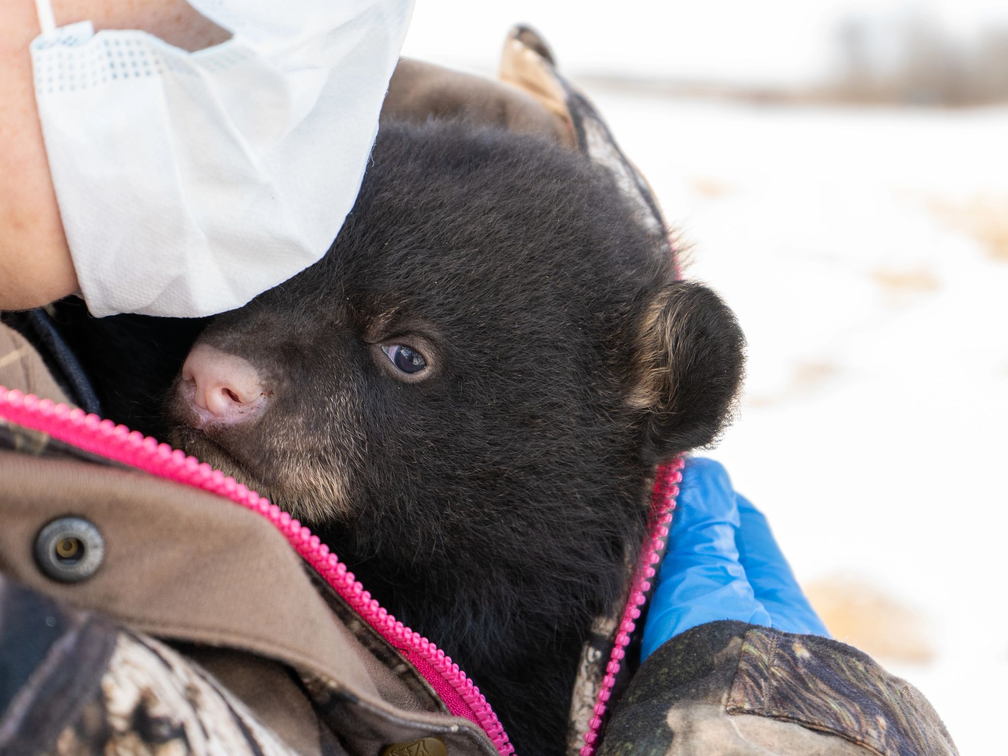 DNR Asks Public To Report Black Bear Den Locations | Wisconsin DNR