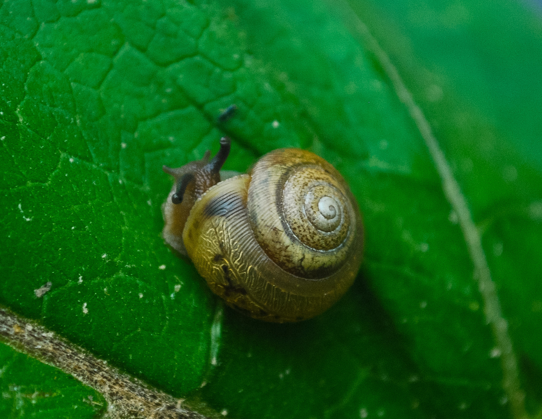 Storytime: Slow Moving Snails | Wisconsin DNR